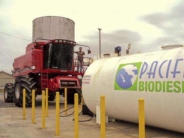 Pacific Biodiesel’s first sunflower crop is headed to harvest | News ...